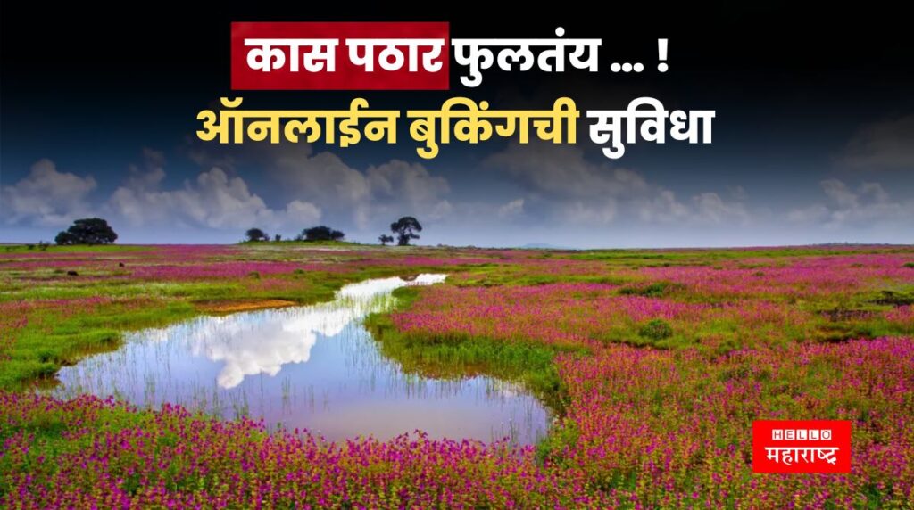 Kas Pathar : कास पठार फुलतंय … ! अनुभवा निसर्गाचा अद्भुत नजराणा कास ...